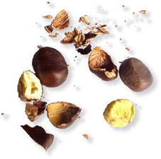 Maroni – Der Teilzeitkoch